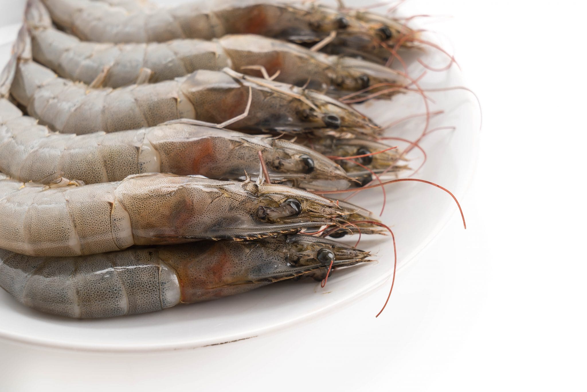 Jenis Jenis Udang dan Manfaatnya bagi Kesehatan
